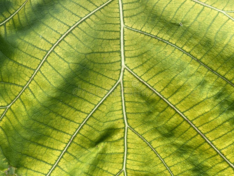 Fresh Green Teak Leaf Texture Stock Image - Image of teak, fresh: 258197167