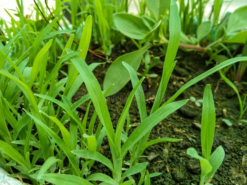 Close Up of Fresh Green Weeds in Spring Stock Photo - Image of nature ...