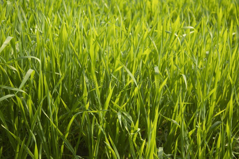 Close Up of Fresh Green Wheat Grass in the Field Stock Photo - Image of ...