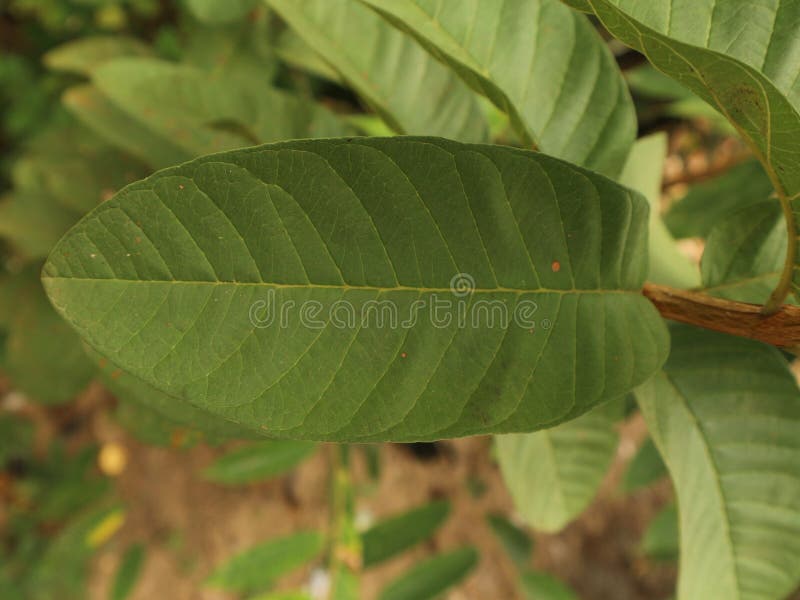 Close Up of Fresh Guava Leaves Stock Image - Image of nutrition ...