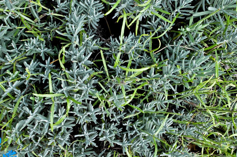 Close Up of Fresh Lavender Plant without Flowers Stock Image - Image of ...