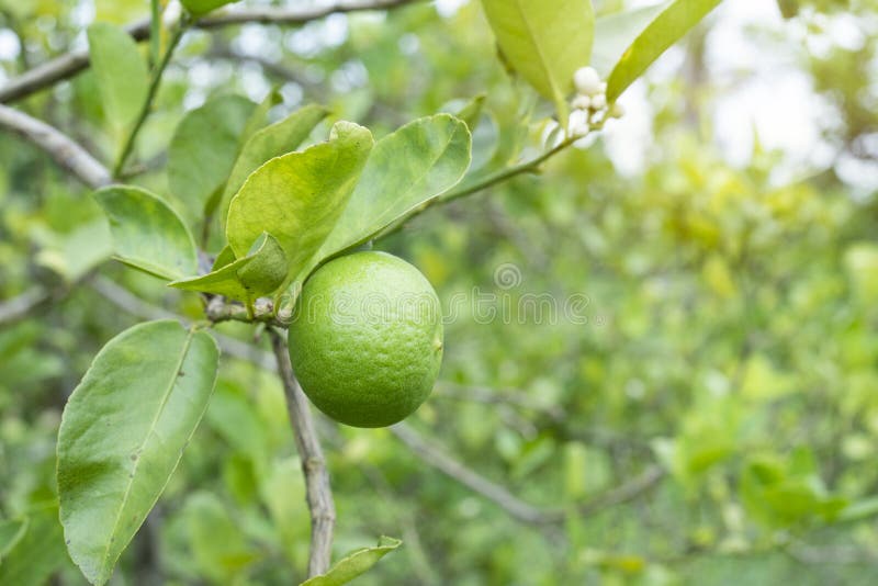 Close Up Fresh Lemon from Tree Branch in the Garden Stock Photo - Image ...