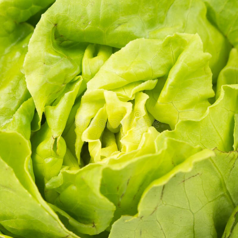 Close Up of Fresh Lettuce on White Stock Photo - Image of single, green ...