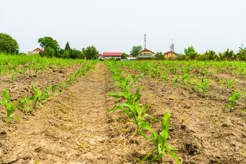 Close Up of Fresh and Little Corn Plants on a Field, Rural Corn Growing ...