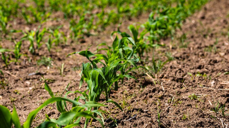 Close Up of Fresh and Little Corn Plants on a Field, Rural Corn Growing ...