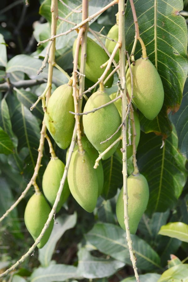 Fresh Mango Fruit in Nature Garden Stock Image - Image of hang, healthy ...