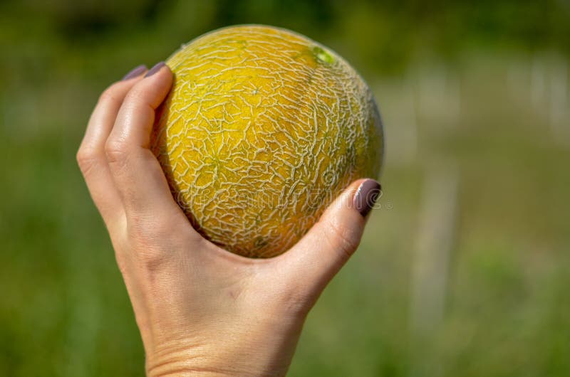 Melon in the Hand of a Man in the Garden Stock Image - Image of farm ...