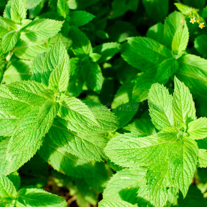 Close-up of Fresh Mint Leaves, Texture or Background. Peppermint Stock ...