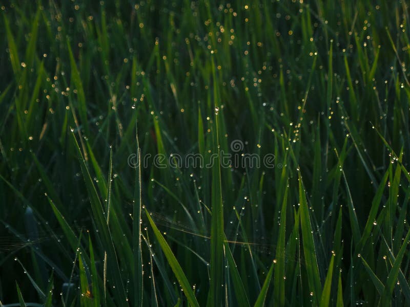 Morning Dew on Spring Grass Stock Photo - Image of nature, outdoor ...