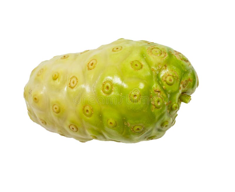 Noni fruit stock photo. Image of nature, morinda, ingredient - 18908024