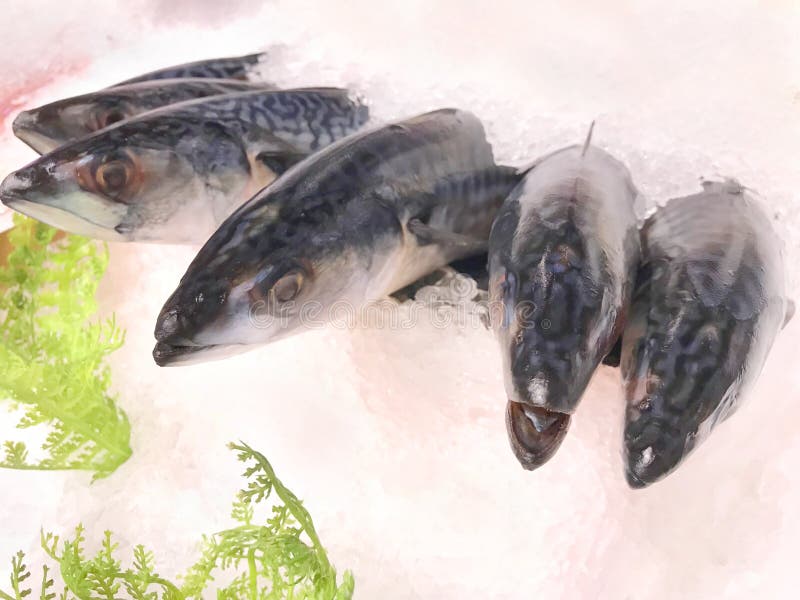 Norwegian Saba Stock Photos - Free & Royalty-Free Stock Photos from ...