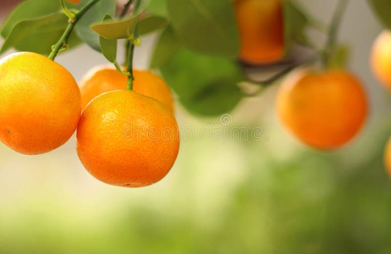 Close Up Fresh Orange Fruit and Leaves Growing on Tree in Orchard with ...