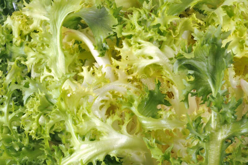 Curly salad in close-up stock image. Image of close - 153871163