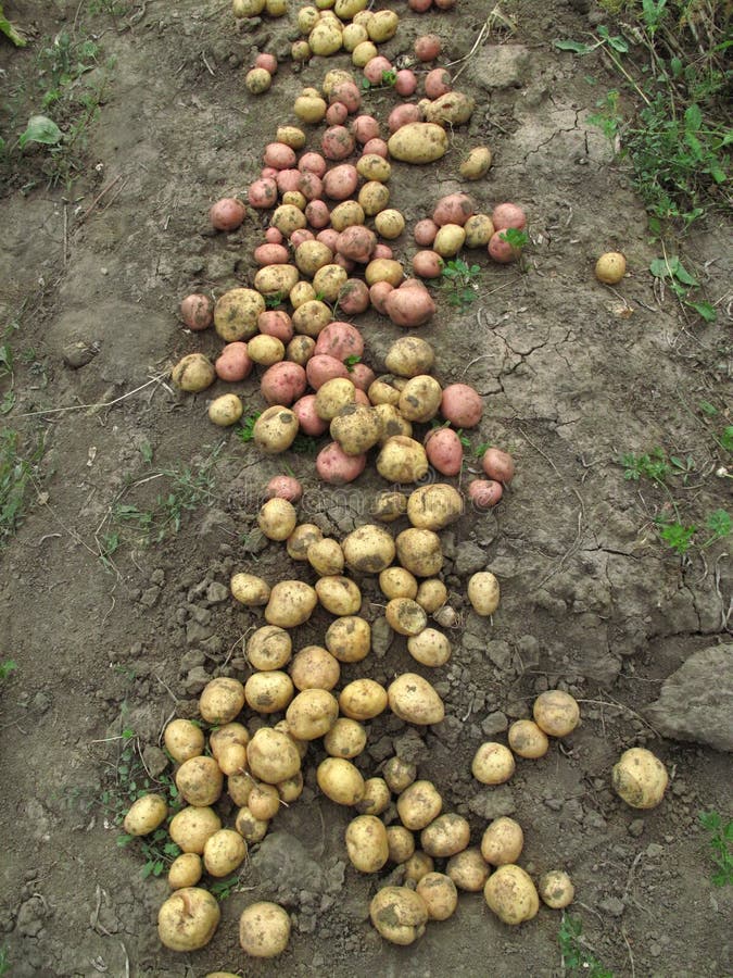 Fresh Potatoes In The Ground Stock Image - Image of soil, spade: 41618805