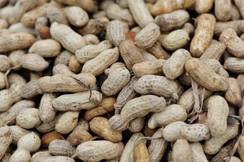 Fresh Raw Peanuts in the Shell Sold at Market Stock Image - Image of ...