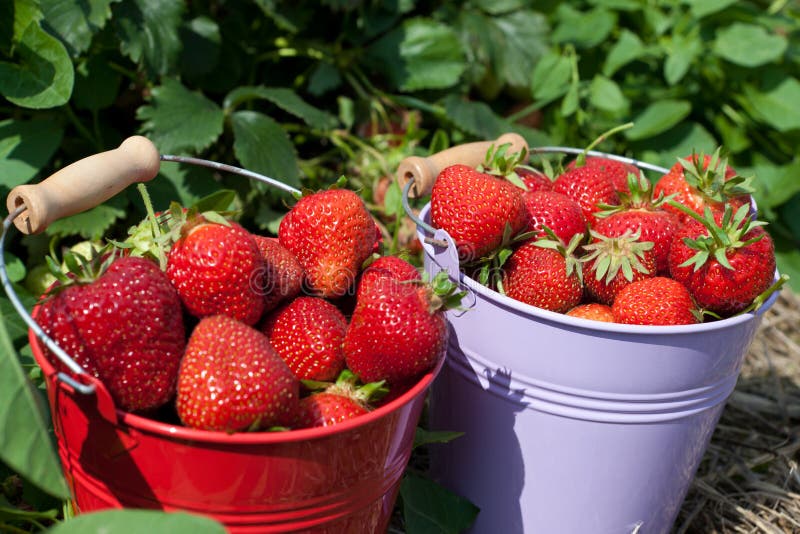 Close Up Fresh-picked Strawberries Stock Image - Image of food ...