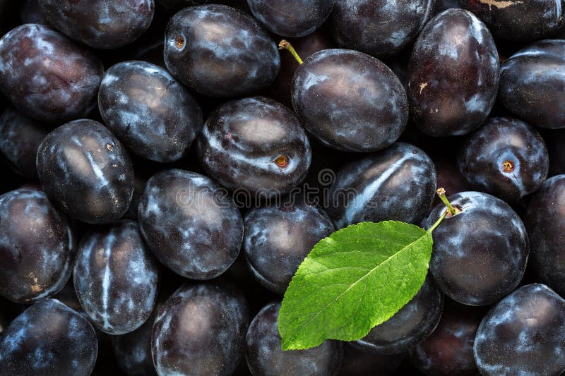 Close-up of Plums in Basket Stock Photo - Image of vitamin, gardening ...