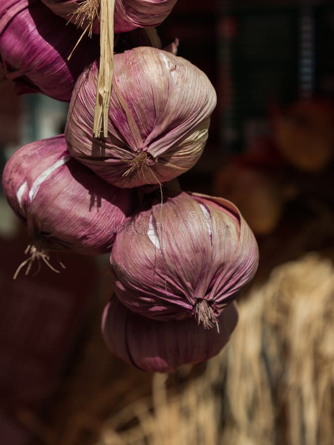 Close up of purple garlic. stock photo. Image of food - 52626724