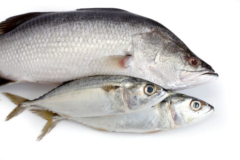 Close-up of Fresh Raw Fish stock photo. Image of healthy - 21090284