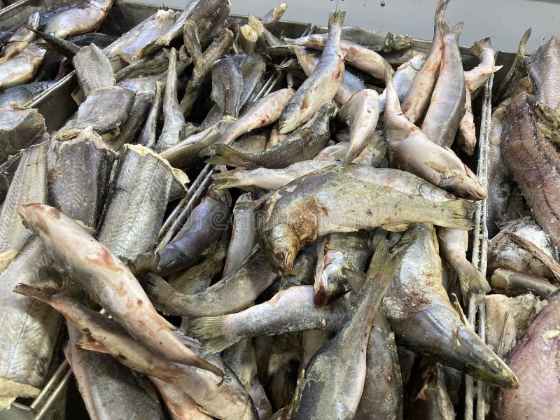 Close Up of Fresh Raw Fish. Chilled Fish Lying on Counter of ...