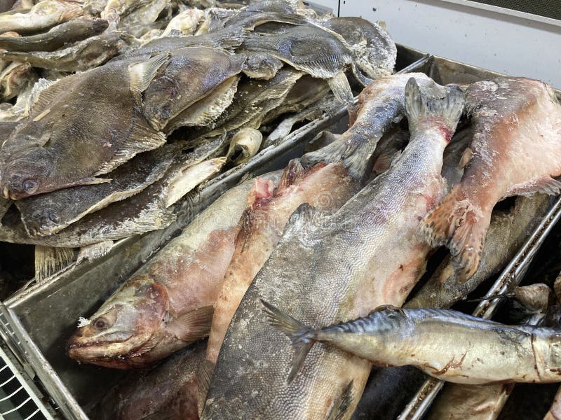 Close Up of Fresh Raw Fish. Chilled Fish Lying on Counter of ...
