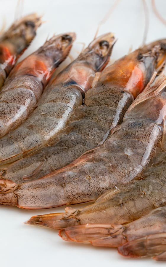 Close-up of Fresh, Raw and Whole Prawns. on White Background Stock ...