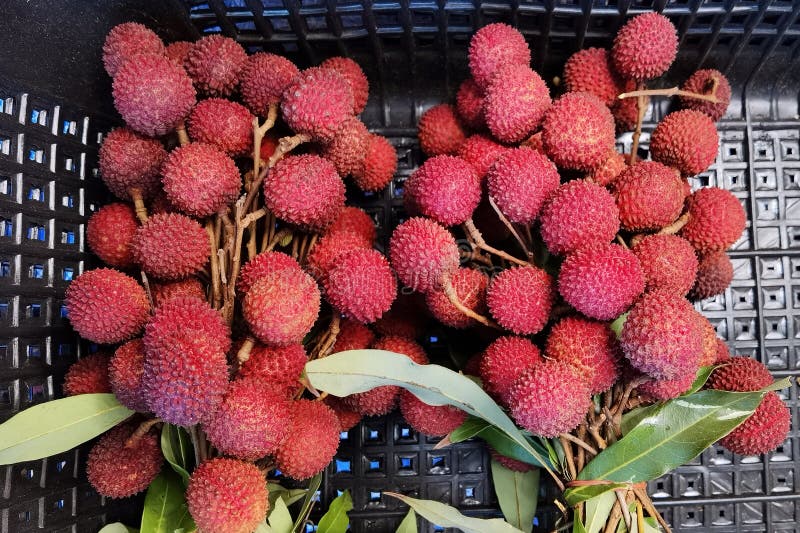 Close Up of Fresh Red Lychee Fruits Stock Photo - Image of market ...
