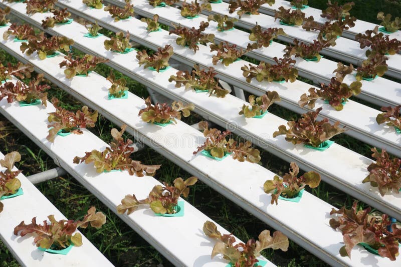 Fresh Red Oak Plant in Vegetable Garden Stock Photo - Image of sprout ...