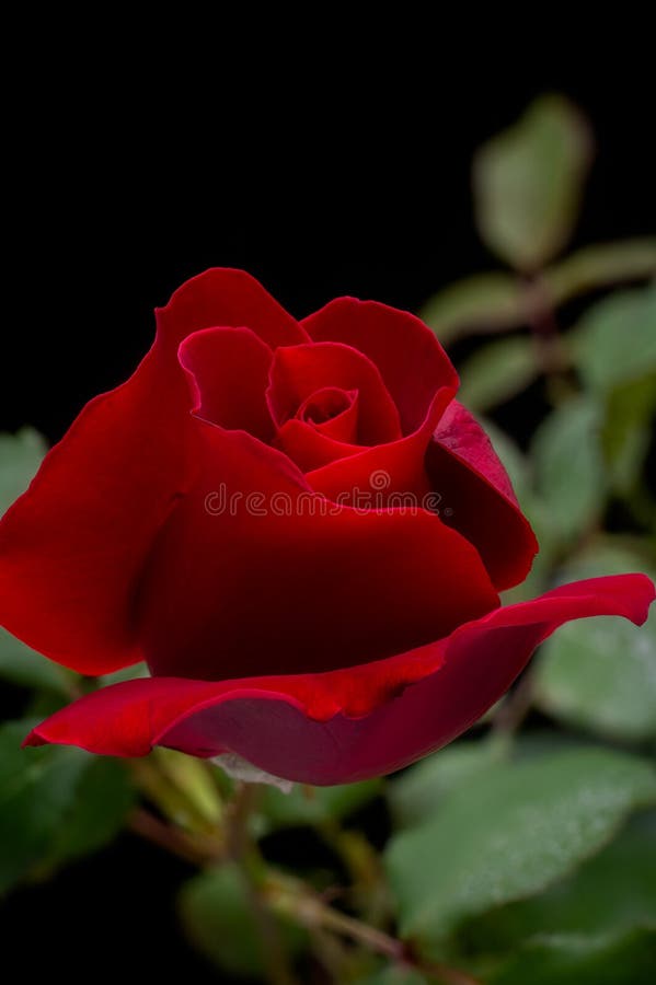 Close-up of Fresh Red Rose on Black Stock Photo - Image of petals ...
