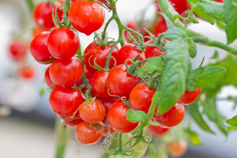 Close Up of Fresh Red Tomatoes Stock Image - Image of fruit, vegetarian ...