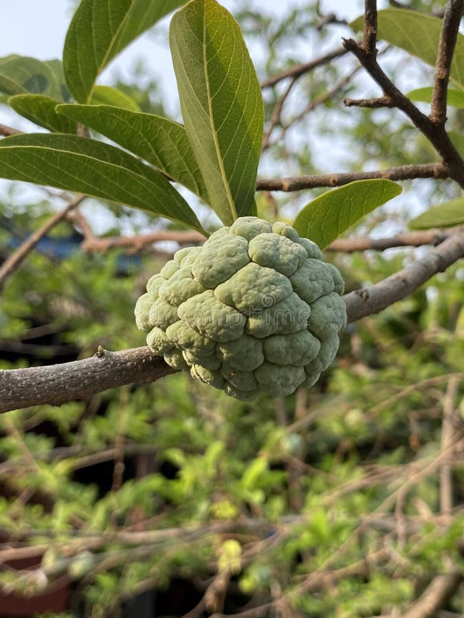 Fresh Ripe Sugar Apple Fruits Stock Image - Image of sweetsop ...
