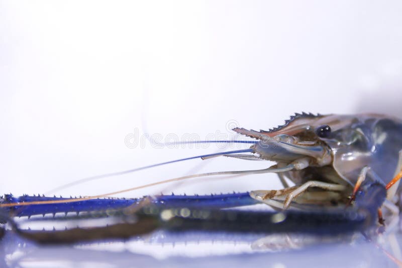 Close-up of Fresh River Prawn Rostrum on White Background Stock Photo ...