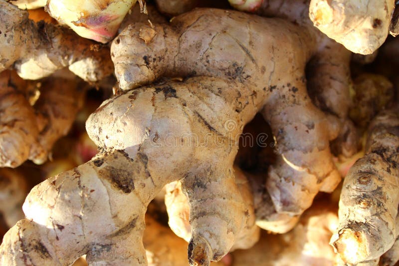 Close Up of Fresh Root Ginger (Zingiber Officinale) Stock Image - Image ... Close Up of Fresh Root Ginger (Zingiber Officinale) Stock Image - Image ...