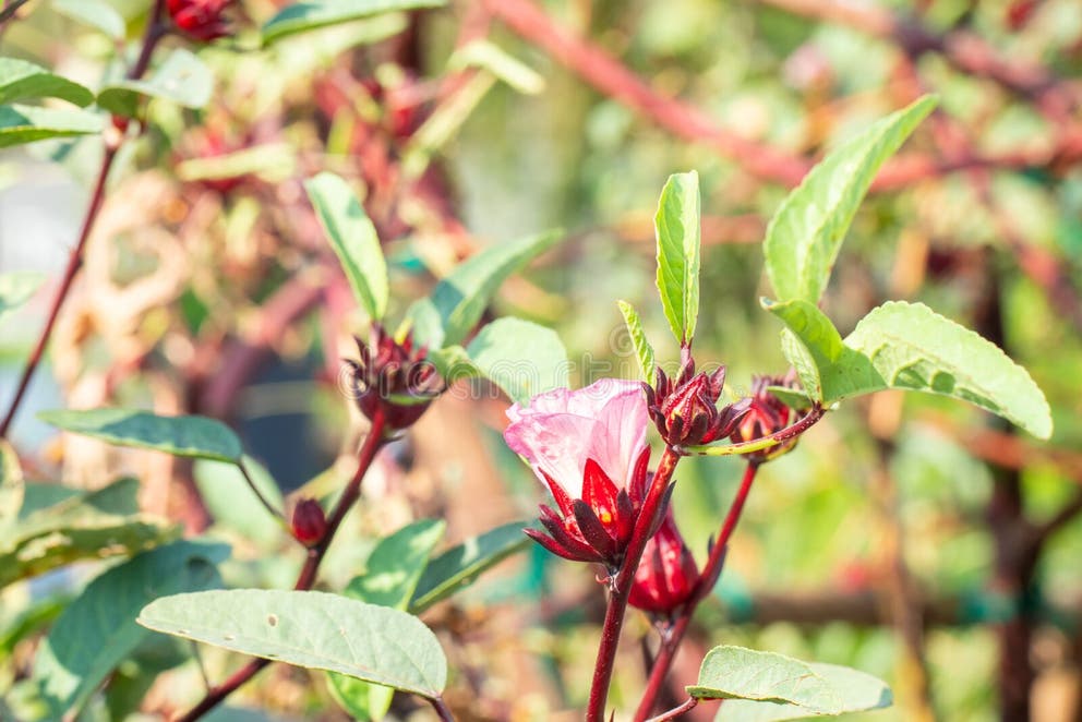 Fresh Roselle on Tree in the Garden Stock Image - Image of agriculture ...