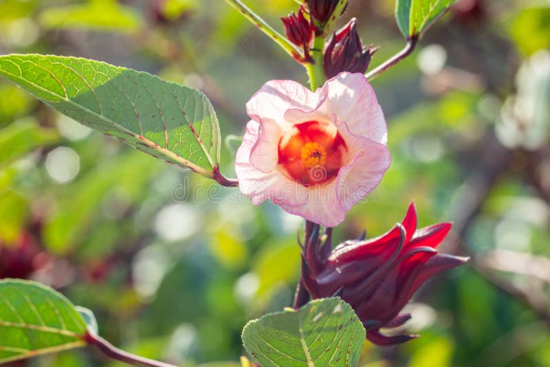 Fresh Roselle on Tree in the Garden Stock Image - Image of agriculture ...