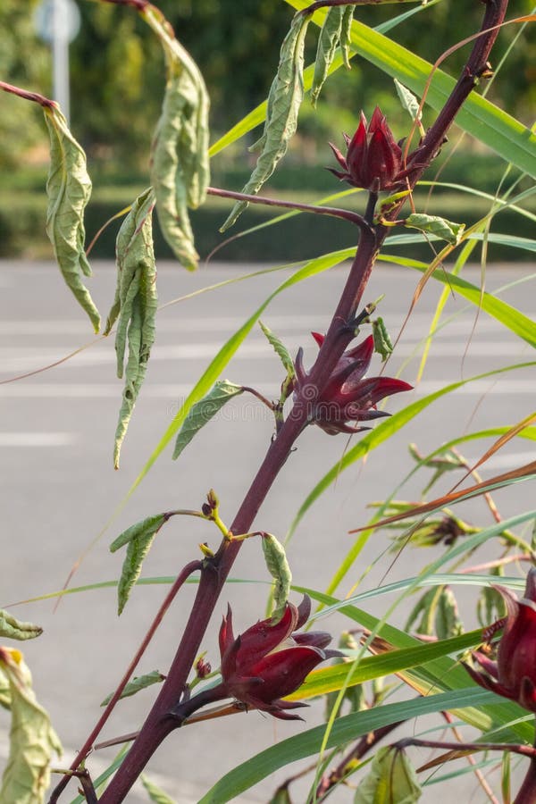 Fresh Roselle on Tree in the Garden Stock Image - Image of flora ...