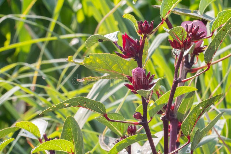 Fresh Roselle on Tree in the Garden Stock Image - Image of agriculture ...
