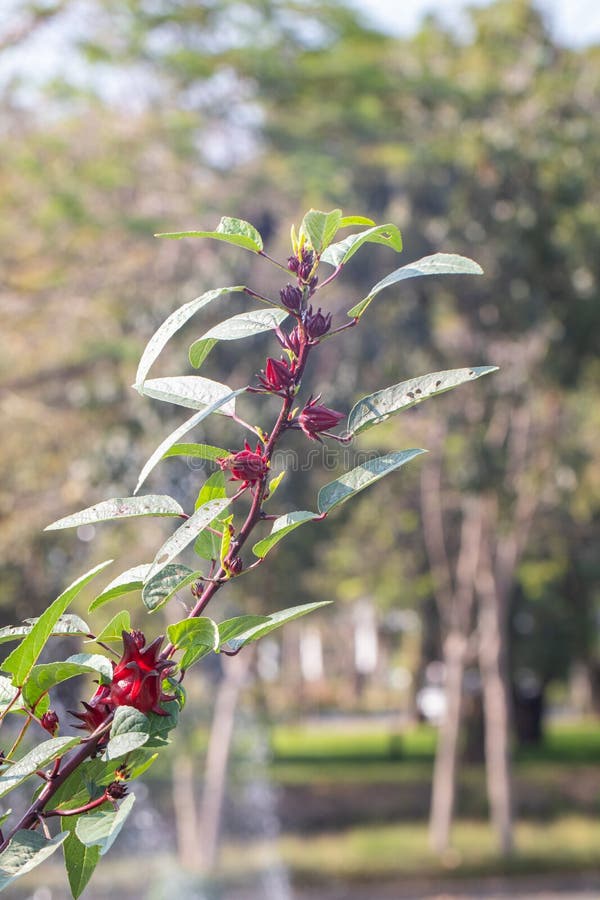 Fresh Roselle on Tree in the Garden Stock Photo - Image of bright ...