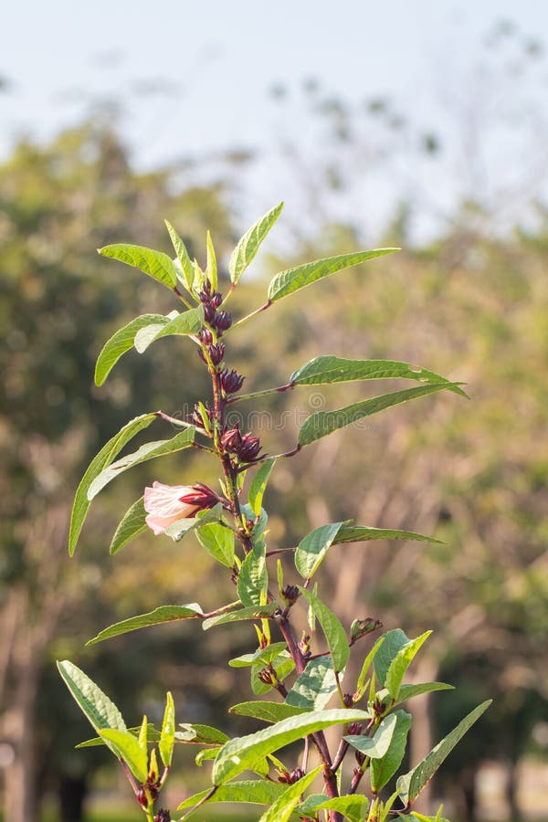 Fresh Roselle on Tree in the Garden Stock Image - Image of food, floral ...