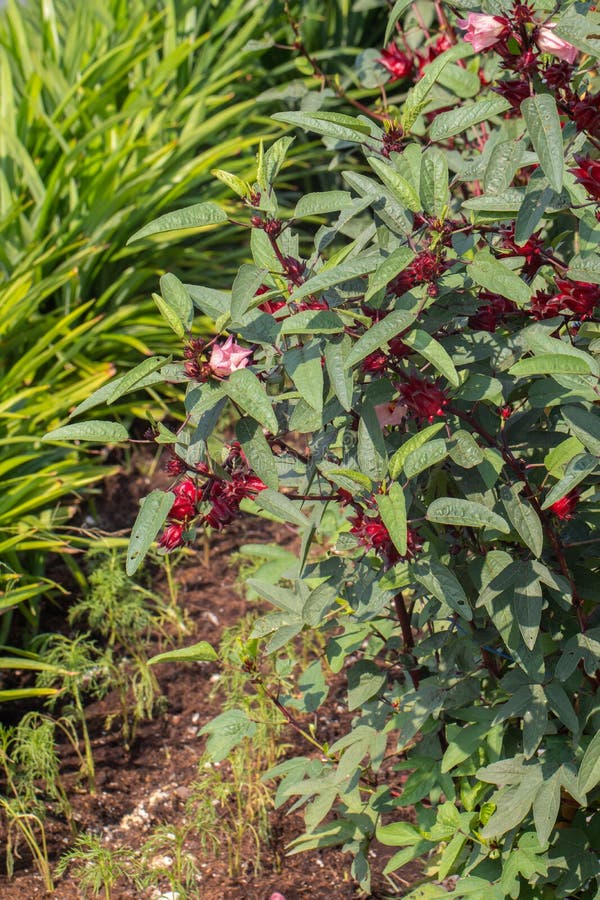 Fresh Roselle on Tree in the Garden Stock Image - Image of beauty ...
