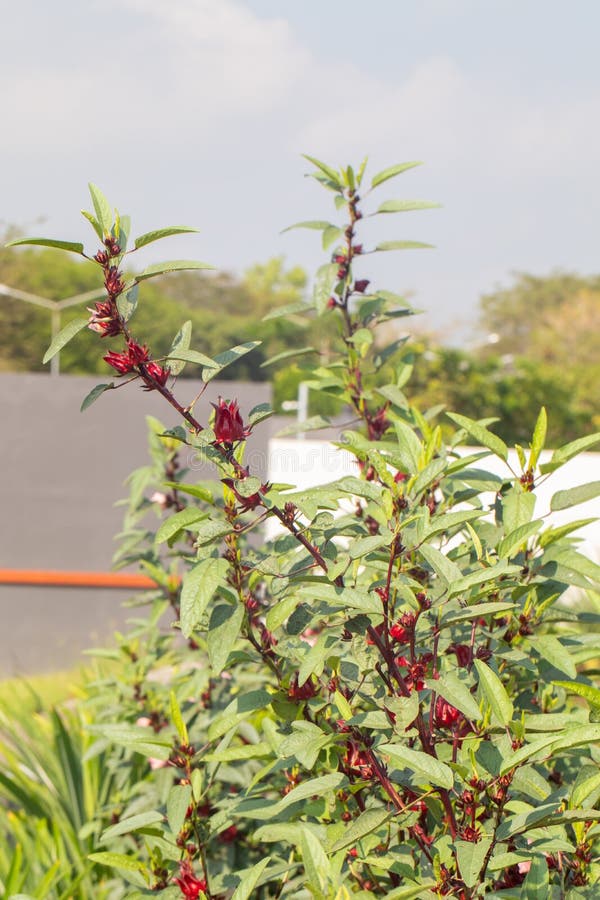 Fresh Roselle on Tree in the Garden Stock Photo - Image of delicious ...