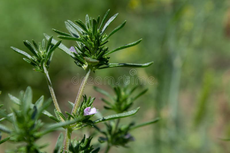 Close-up of Fresh Savory in Bloom Stock Image - Image of summer, leaf ...