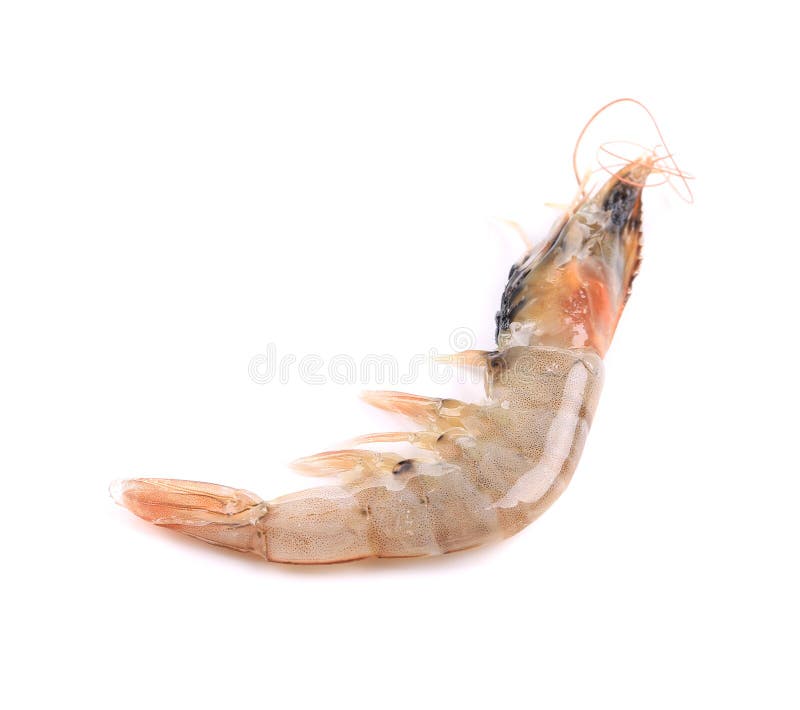 Close up of fresh shrimp. stock photo. Image of pacific - 41324524