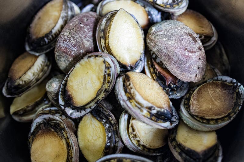 Fresh Small Abalones Stock Photos - Free & Royalty-Free Stock Photos ...