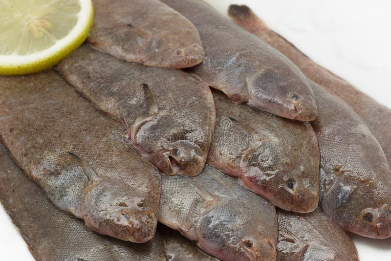 79,796 Fishes Photos - Free & Royalty-Free Stock Photos from Dreamstime