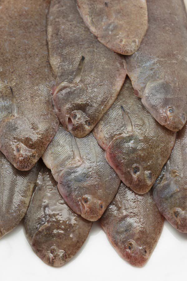 Close Up of Fresh Small Sole Fishes on Dish Stock Image - Image of ...