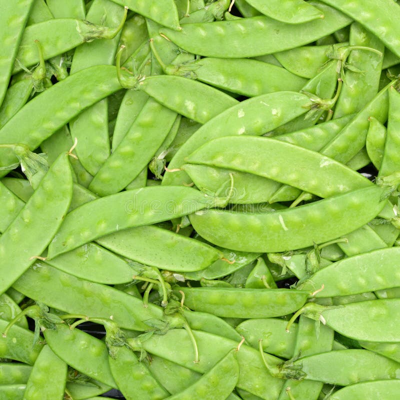 Snow peas stock image. Image of unshelled, fruit, snack - 24202459