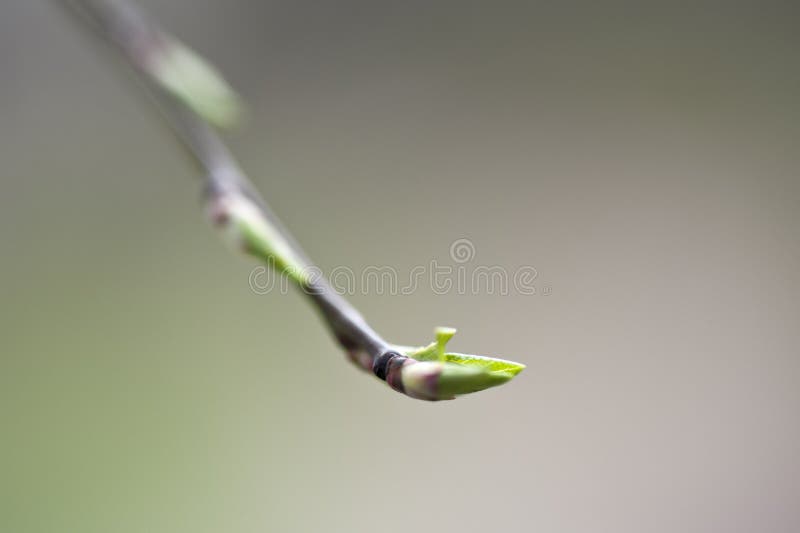Close-up of Fresh Spring Bud Stock Photo - Image of buds, botanical ...