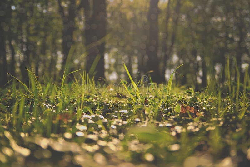 Close Up of Fresh Spring Grass Back-lit by Sun Stock Photo - Image of ...