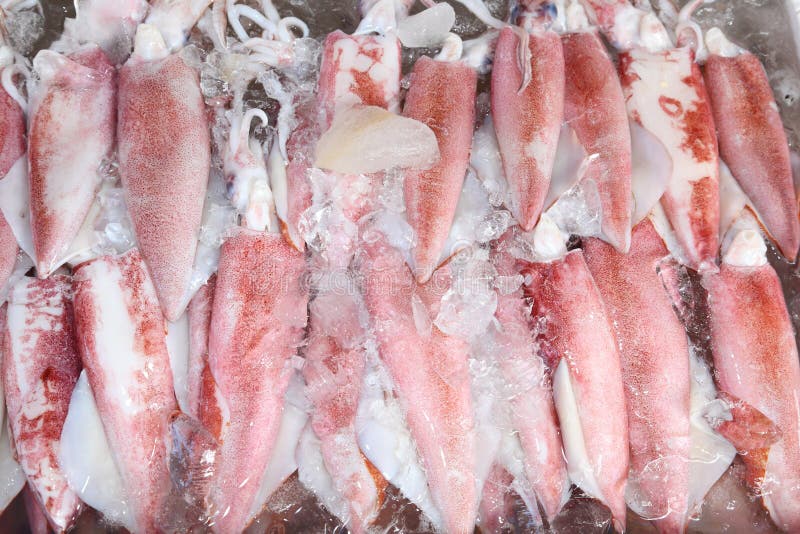 Close up of fresh squid stock photo. Image of catch, camouflage - 26565832